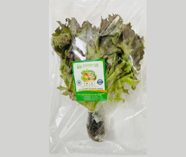 Hydroponic Red Frisee Lettuce